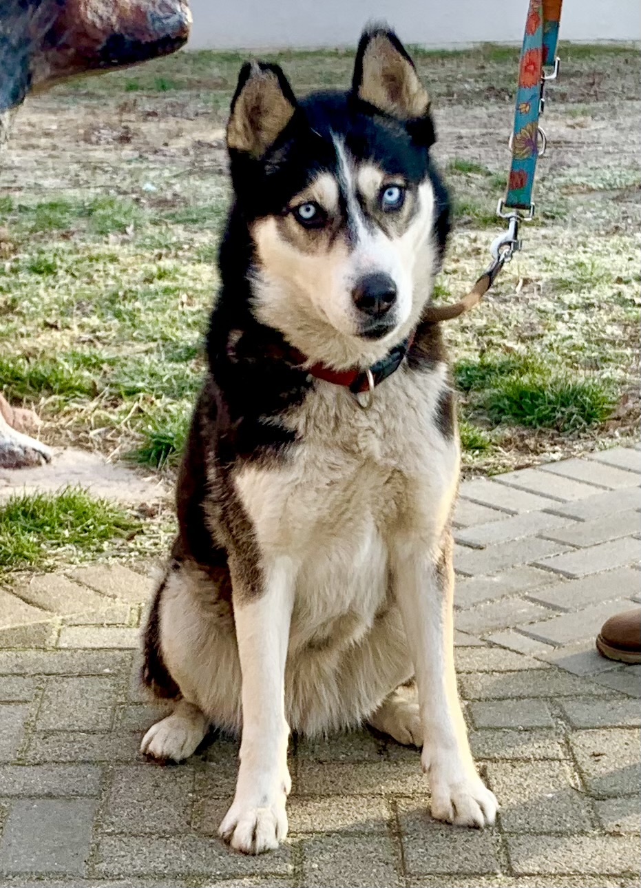 Freya der Husky vom Tierschutzverein Cottbus e.V.