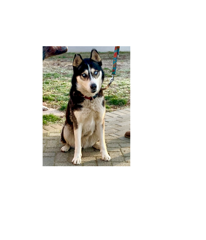 Freya der Husky vom Tierschutzverein Cottbus e.V.