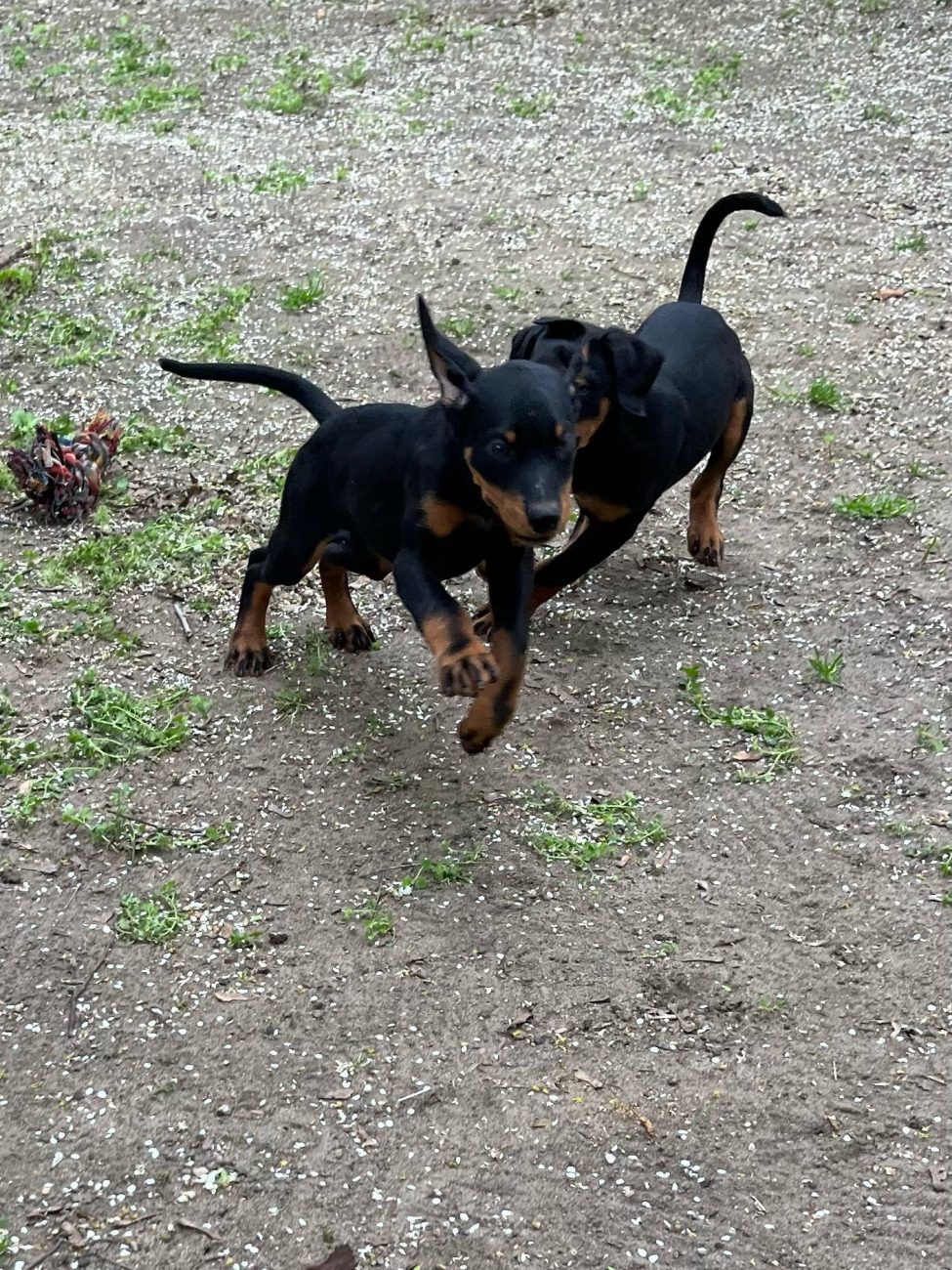 Dobermann-Rottweiler Welpen - Tierschutzverein Cottbus e.V.